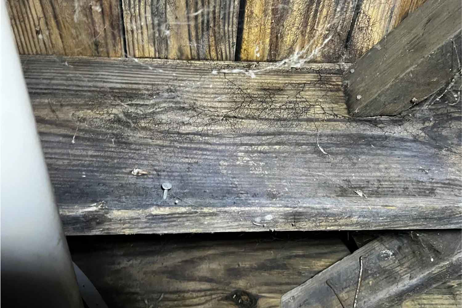 Is this mold in my crawlspace bad? What homeowners should know